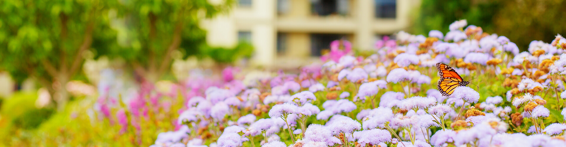 Respite Care | Ryman Healthcare