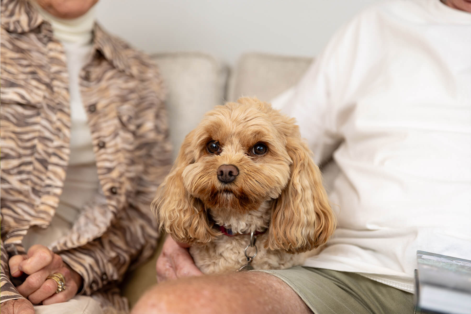 Tips for moving to a pet friendly retirement village