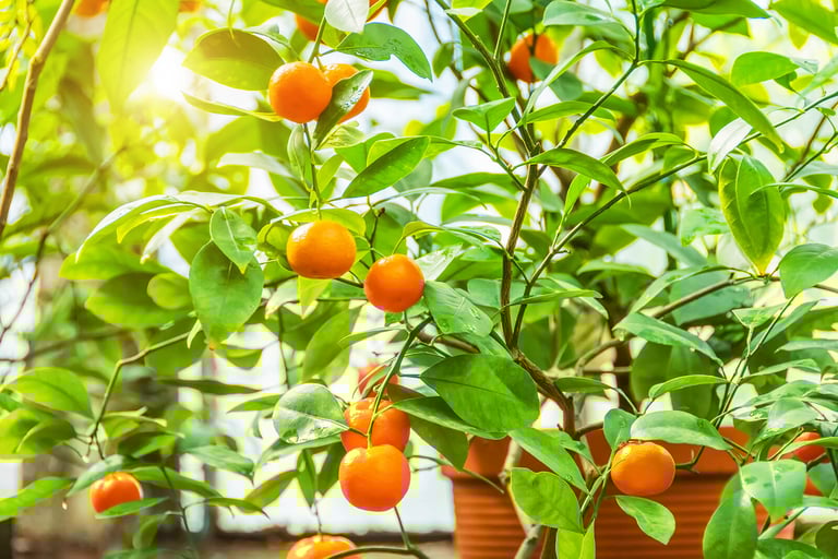 How (and why) to grow citrus